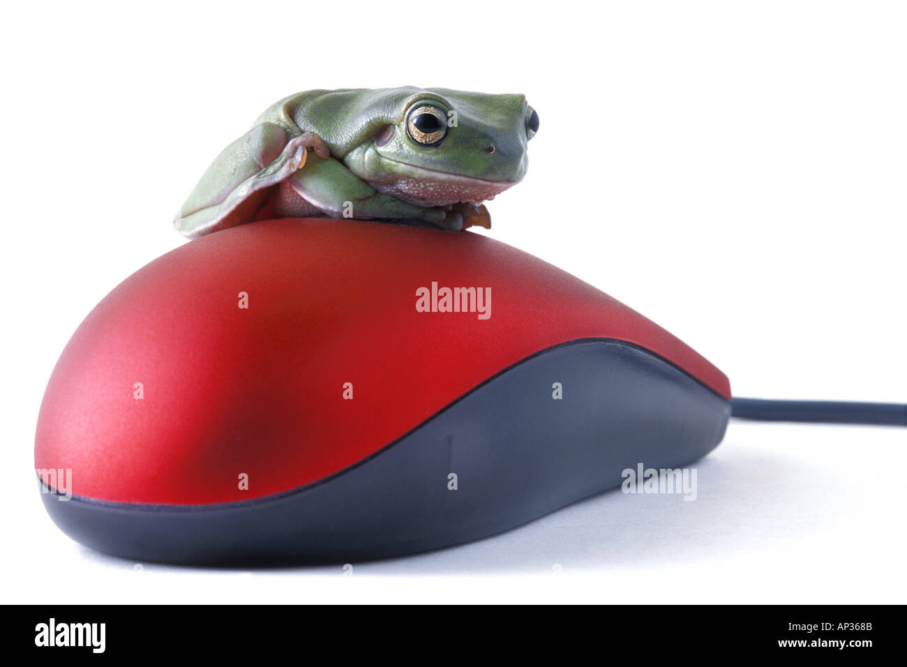 Communication with animals Cut Out Stock Images & Pictures - Alamy