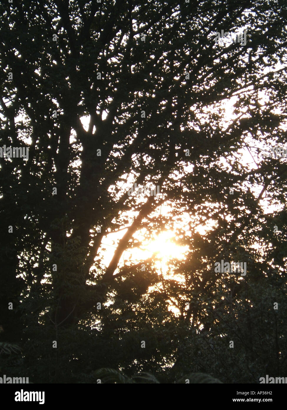 inside dark forest Stock Photo - Alamy