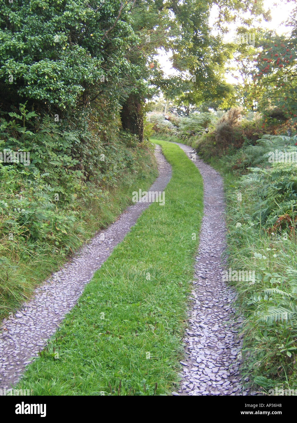 country lane in morning sun Stock Photo - Alamy