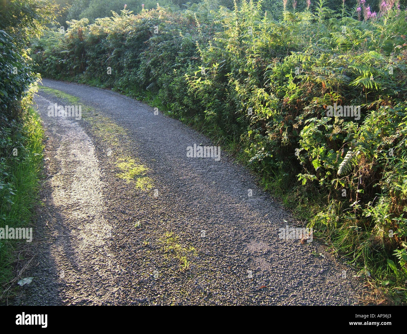 country lane in morning sun Stock Photo - Alamy