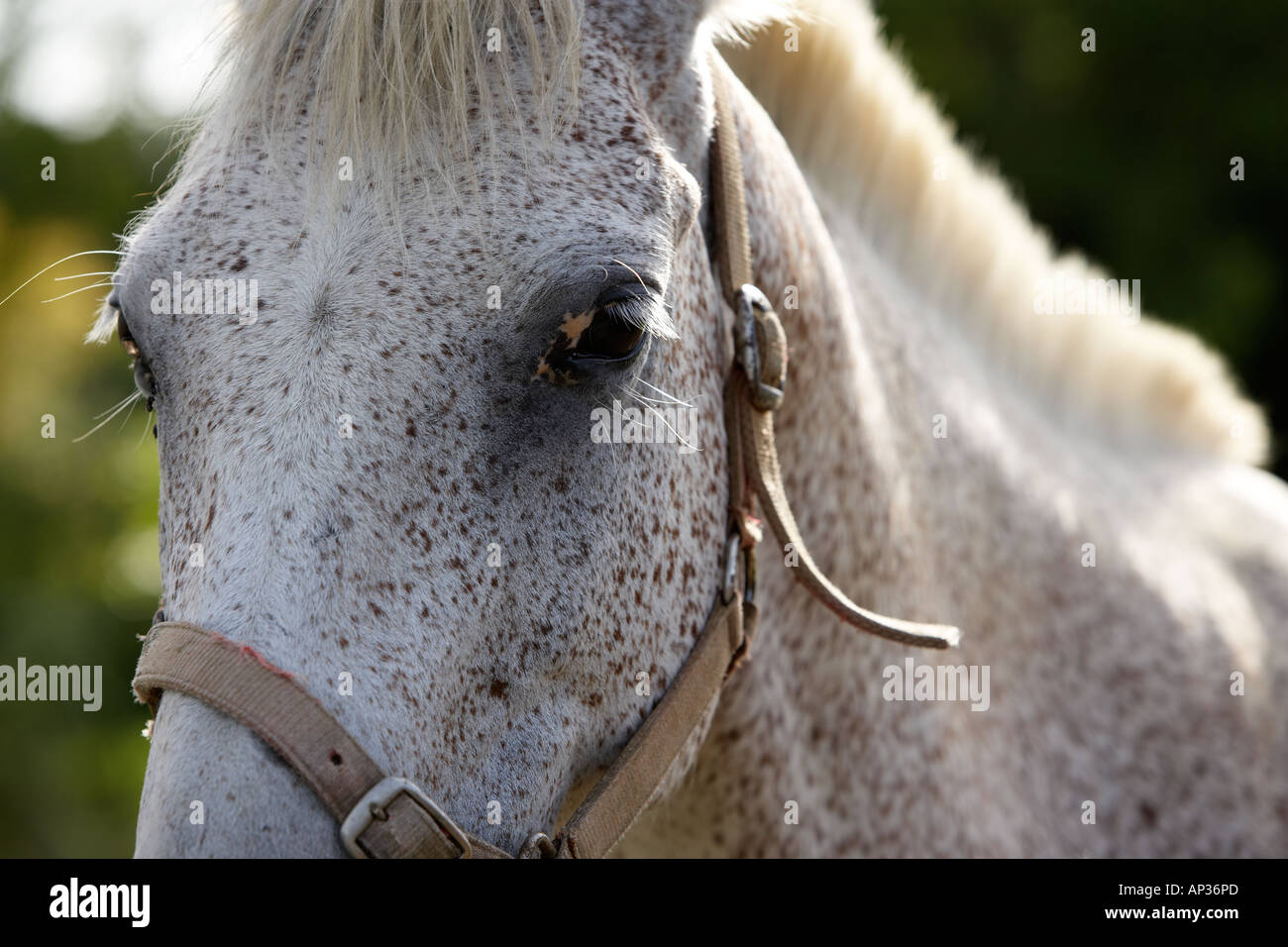 Grey speckled horse Stock Photo: 8948716 - Alamy