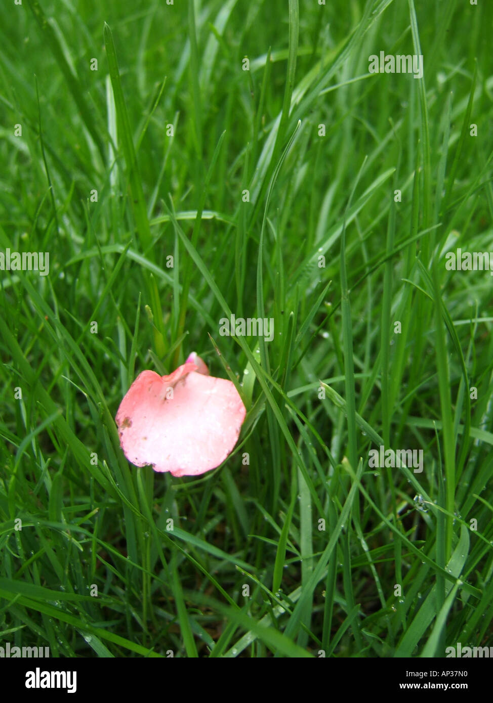 one petal on garden floor Stock Photo - Alamy