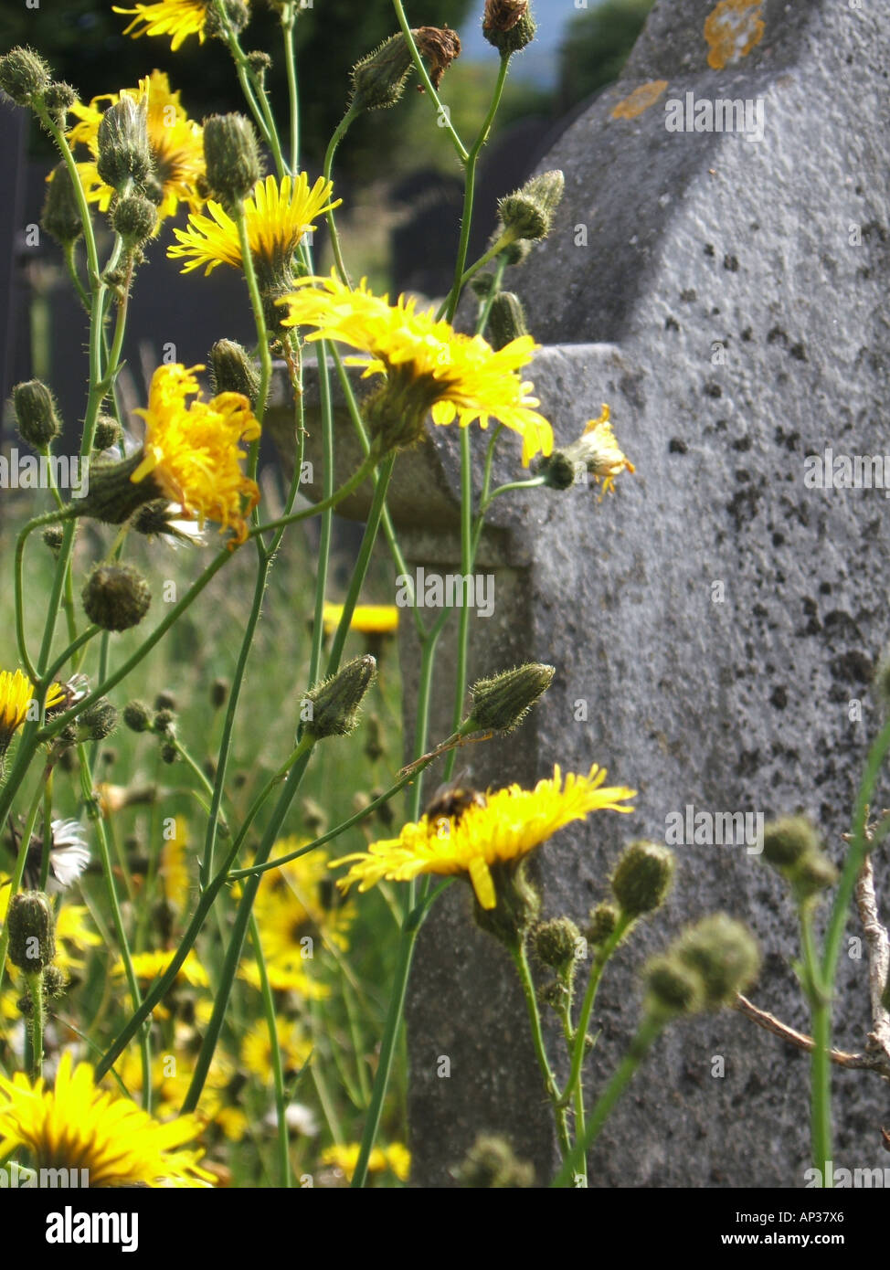 graveyard with overgrown wild flowers Stock Photo - Alamy