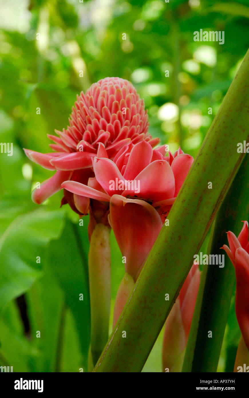 Close up of a blossom, Torch Ginger, in the garden of Hotel Rayavadee, Hat Phra Nang, Krabi ...