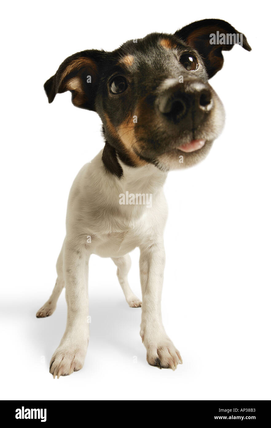 Dumb animals hi-res stock photography and images - Alamy
