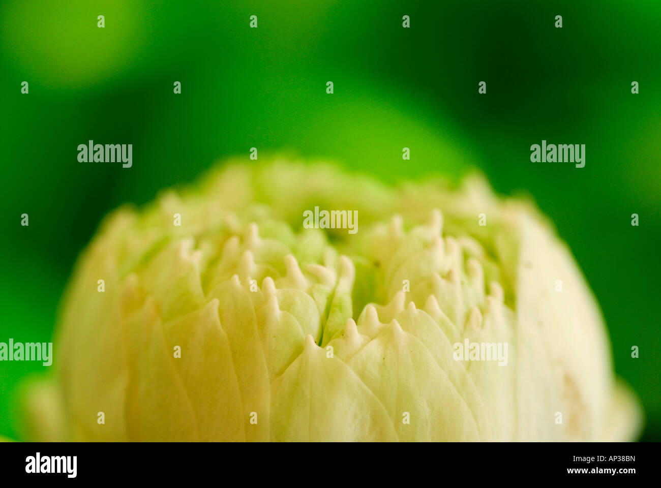 Closed lotus flower hi-res stock photography and images - Alamy