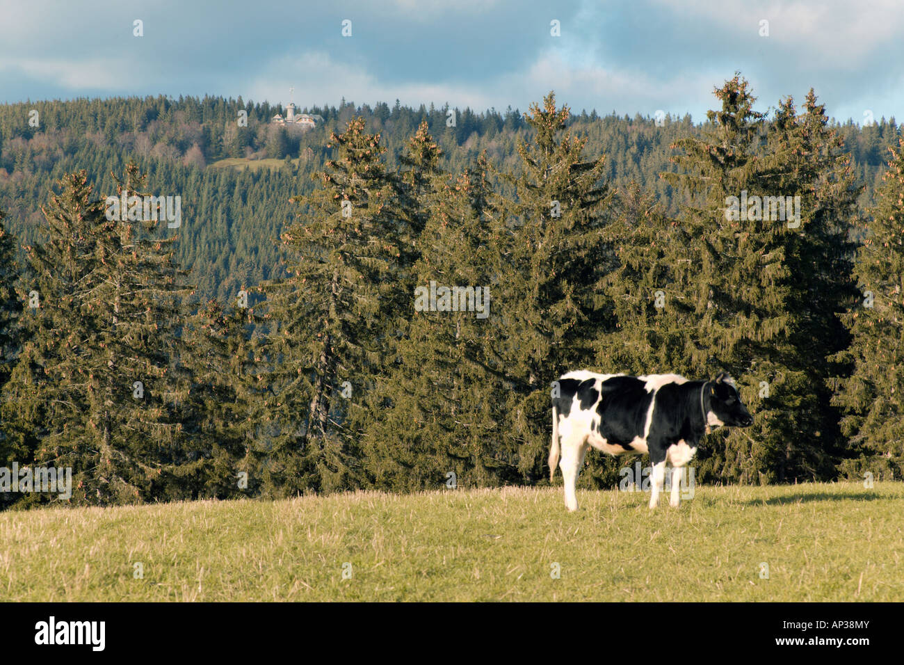 Typical Black Forest Cow on Pasture, near Furtwangen, Black Forest ...