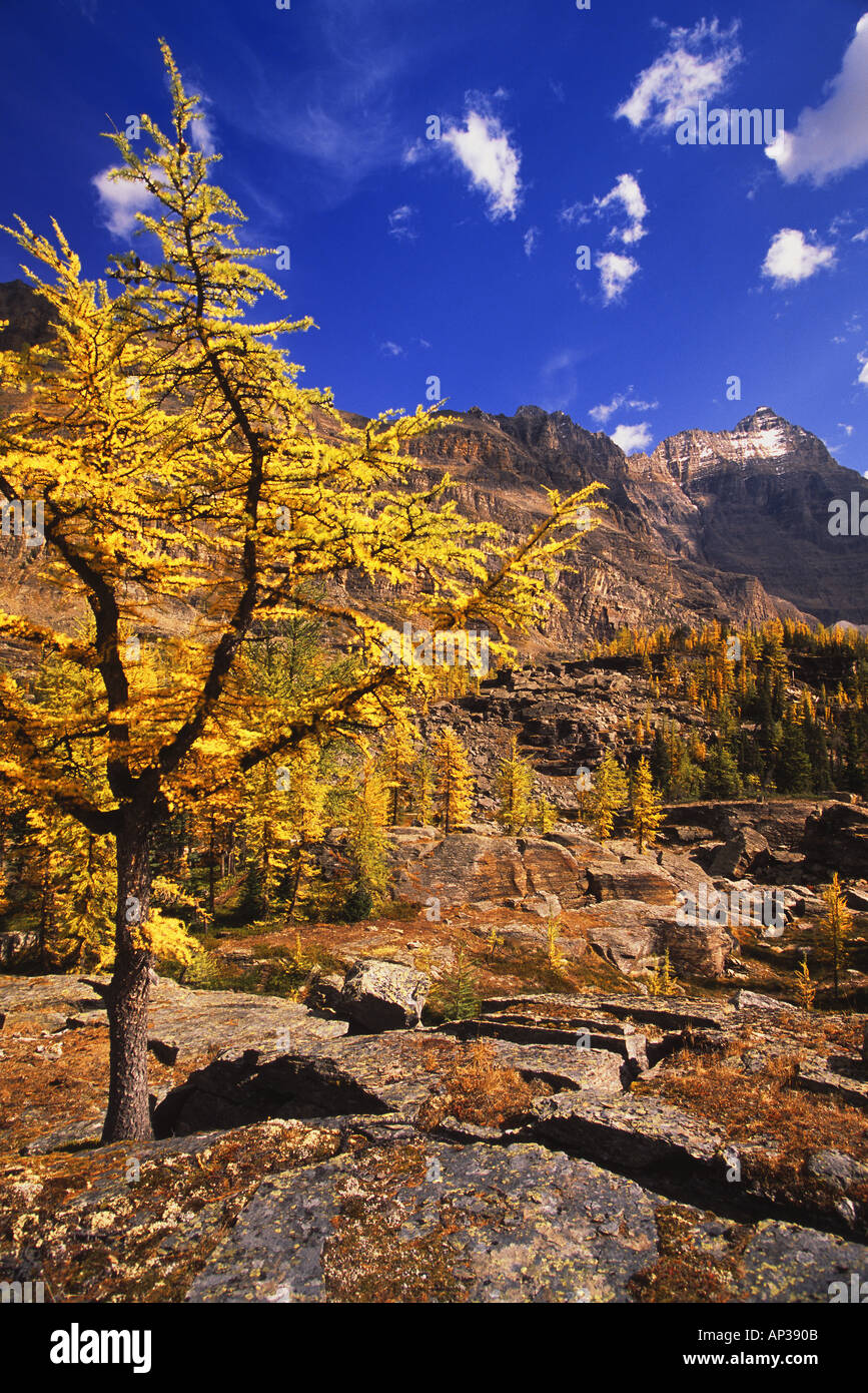 Golden autumn hills larch hi-res stock photography and images - Alamy