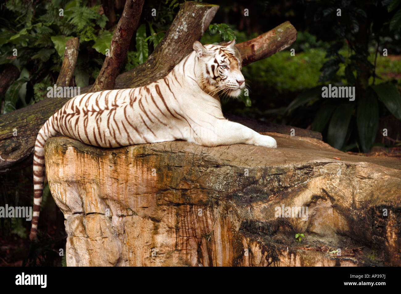 Rare White Tiger, Singapore Zoo, Singapore Stock Photo - Alamy
