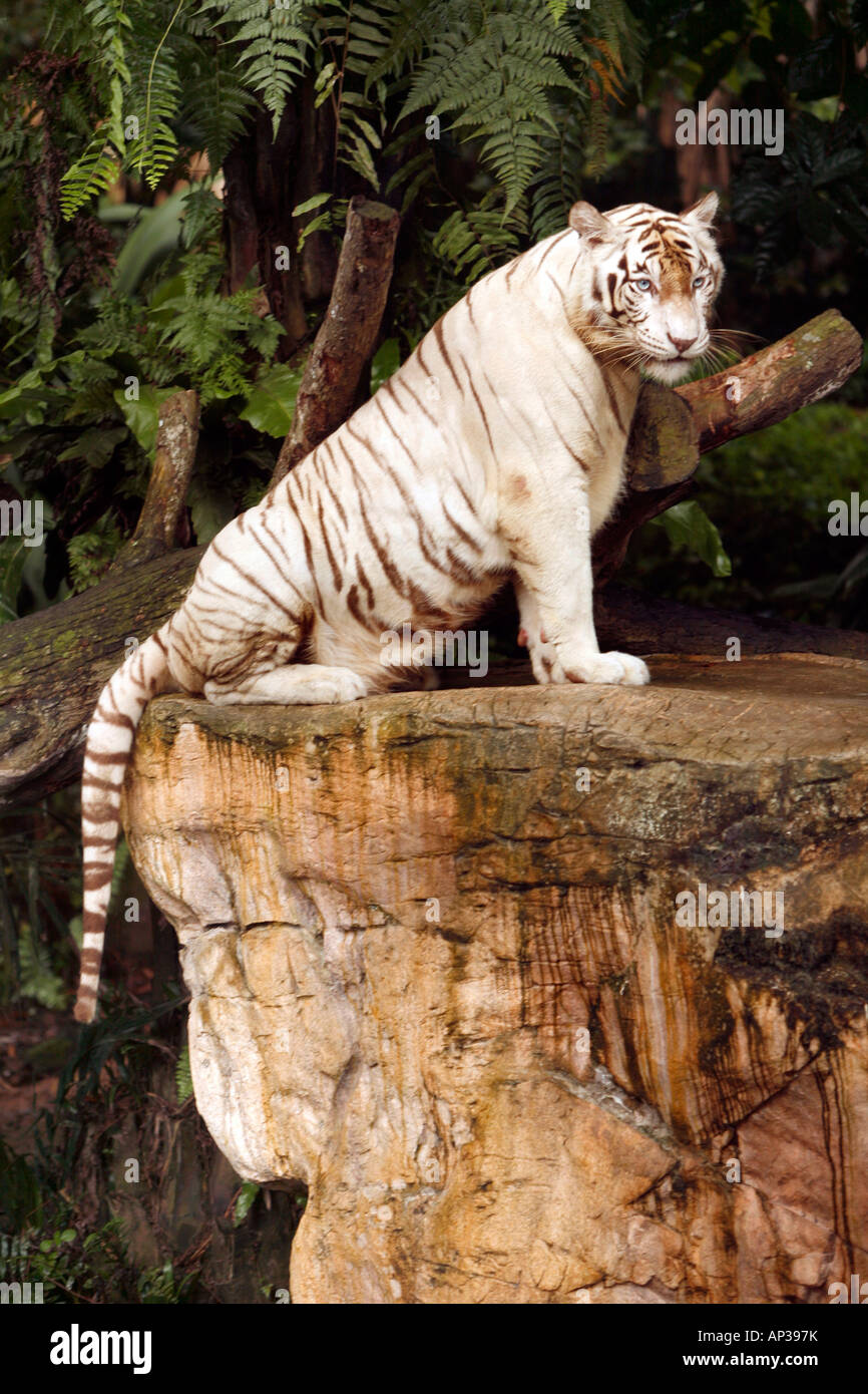Rare tigers hi-res stock photography and images - Alamy