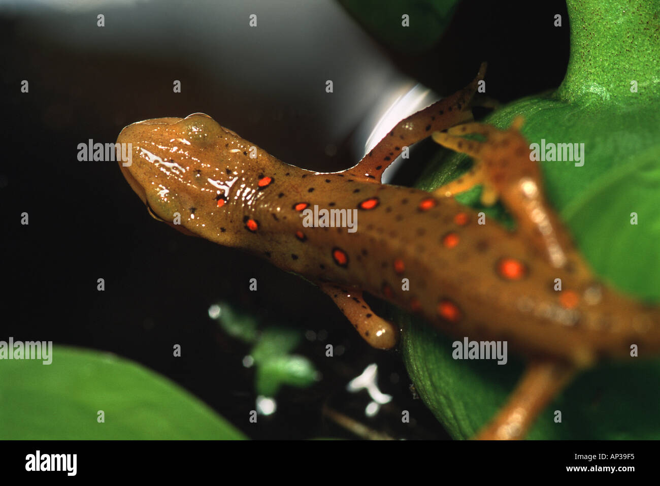 Eastern newts hi-res stock photography and images - Alamy