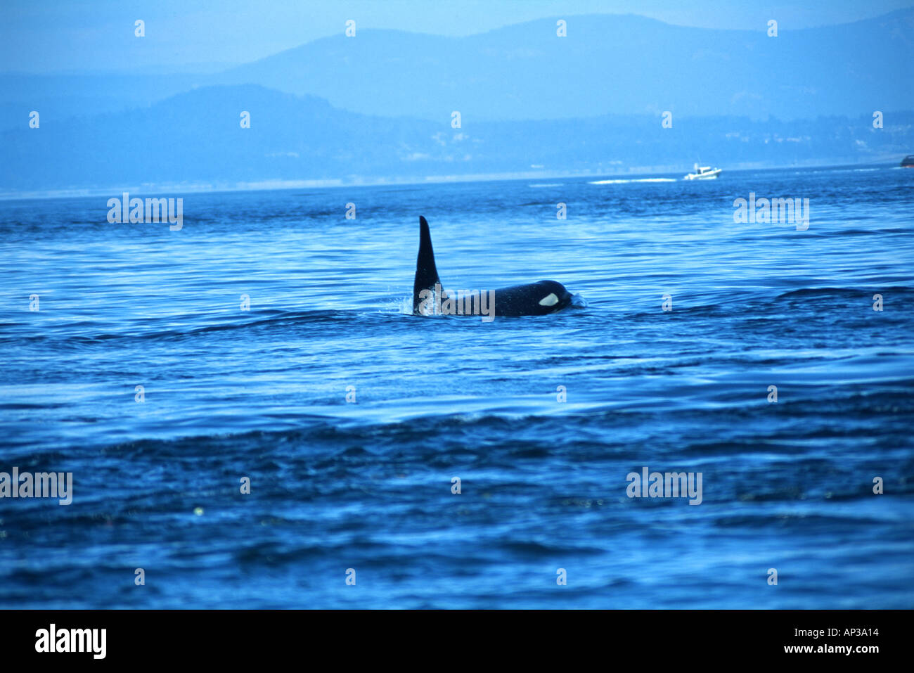 Orca underwater with boat hi-res stock photography and images - Alamy