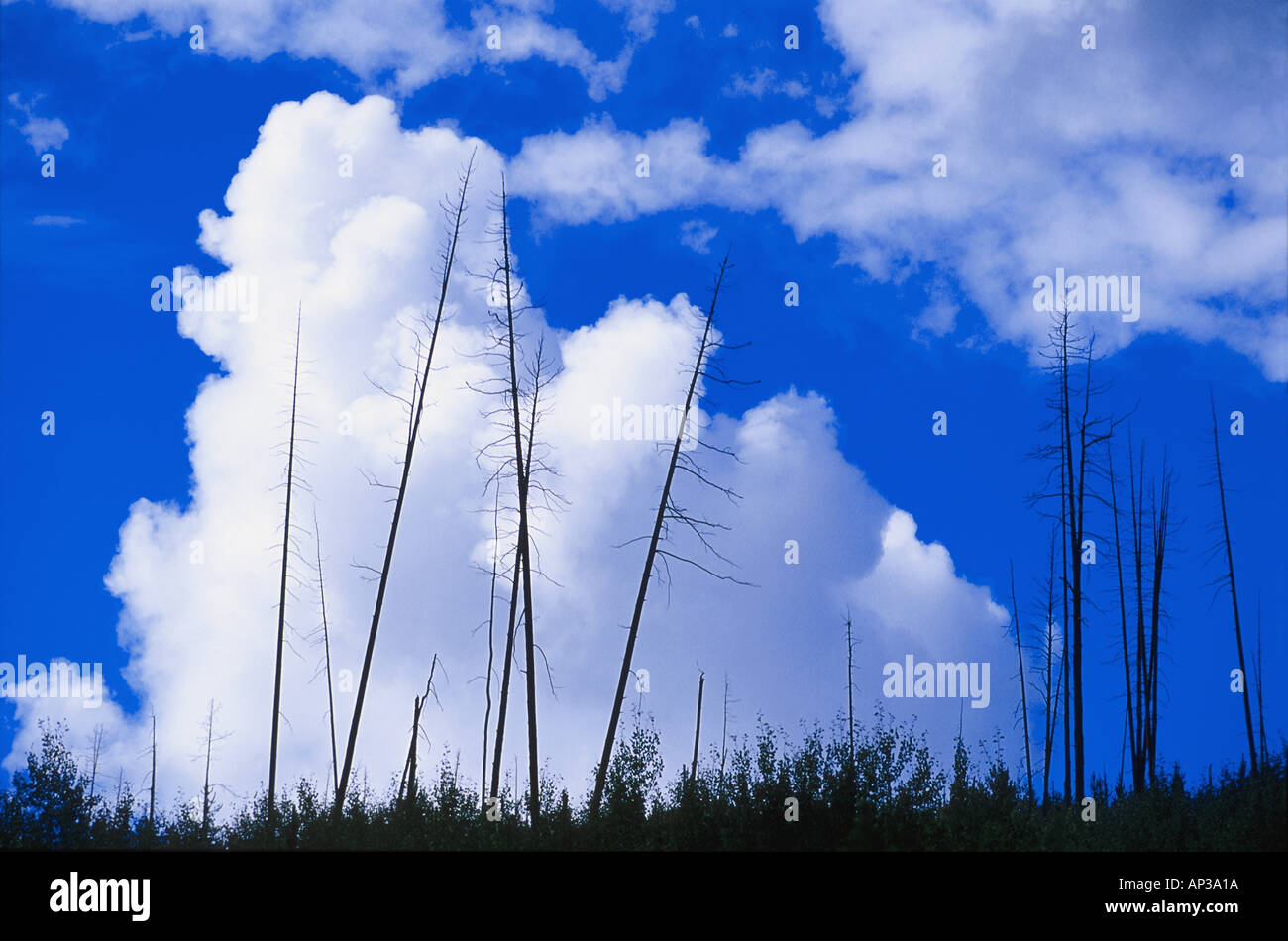 Denuded trees hi-res stock photography and images - Alamy