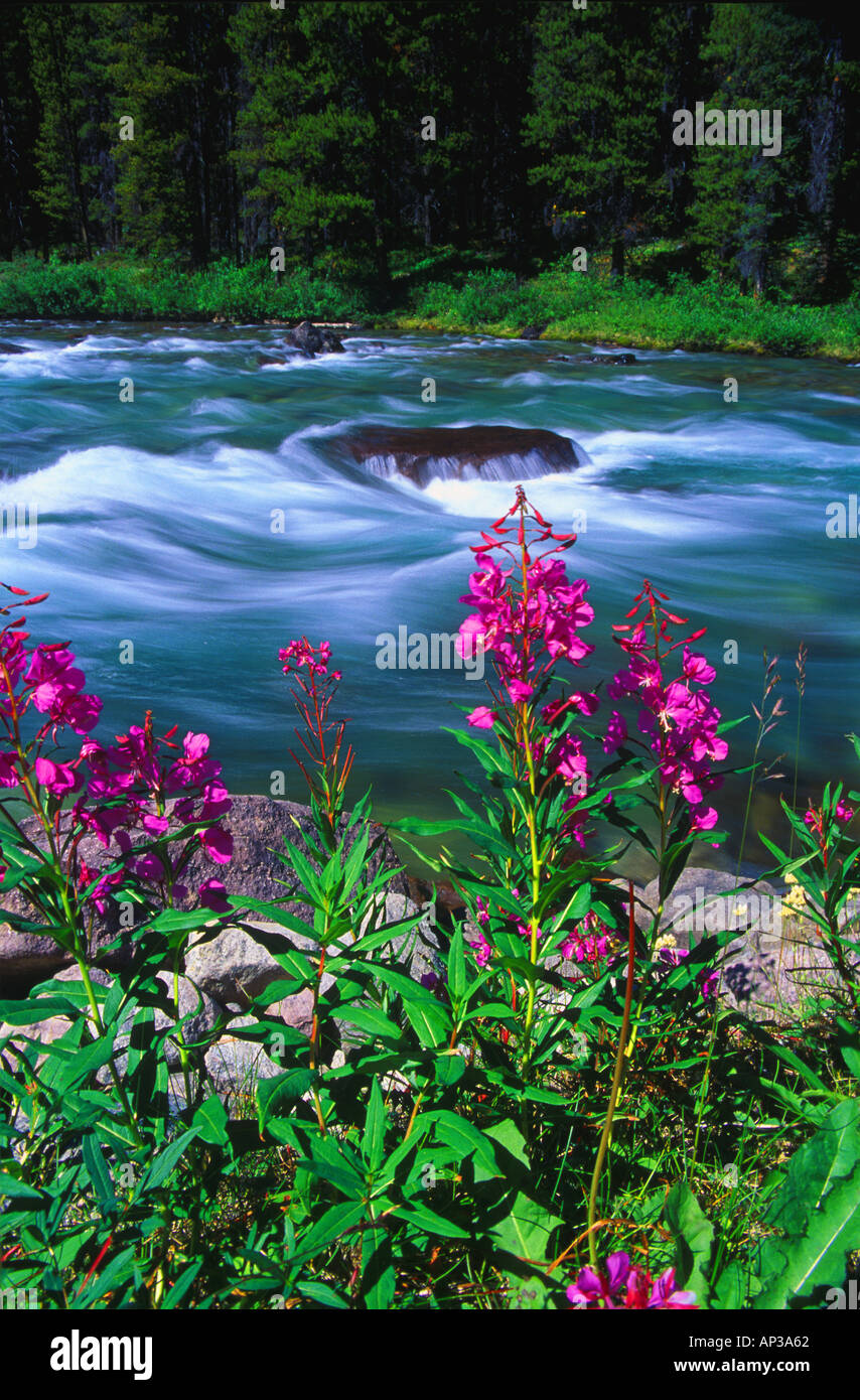 Colorful flowers in front of river Stock Photo - Alamy