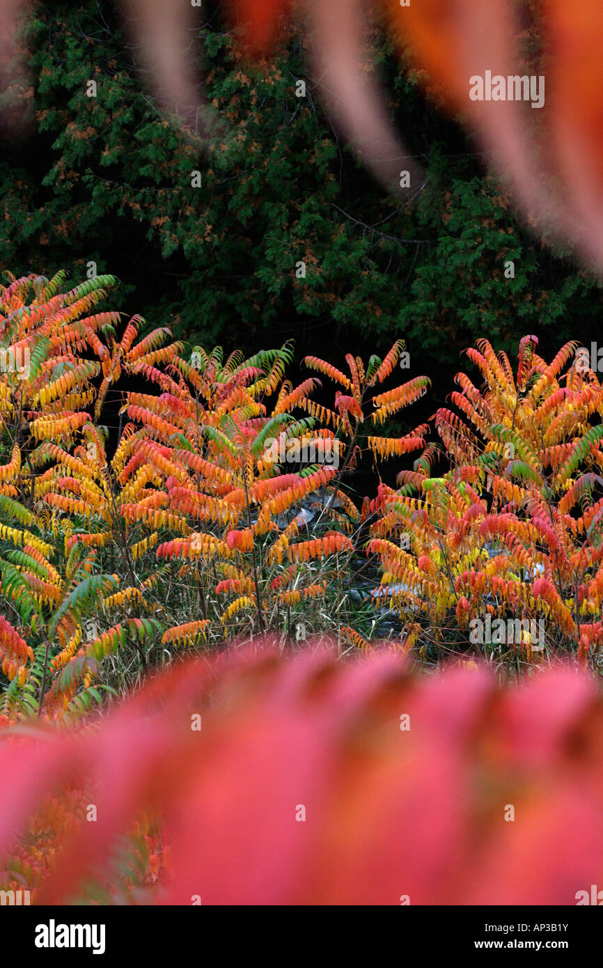 New England trees in autumn, USA Stock Photo - Alamy