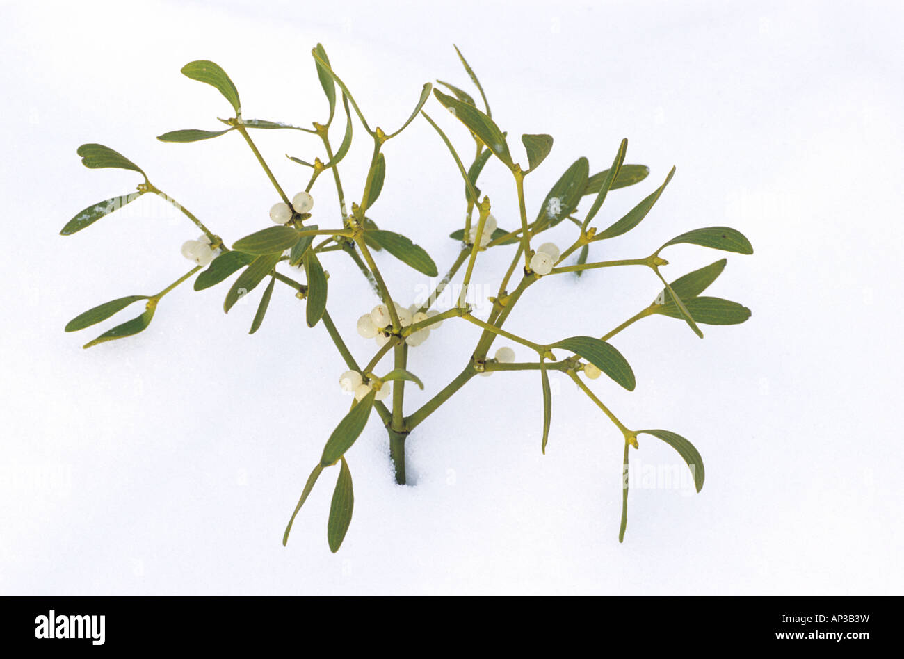 Mistletoe branch in snow Jedlnia Letnisko Poland Stock Photo - Alamy