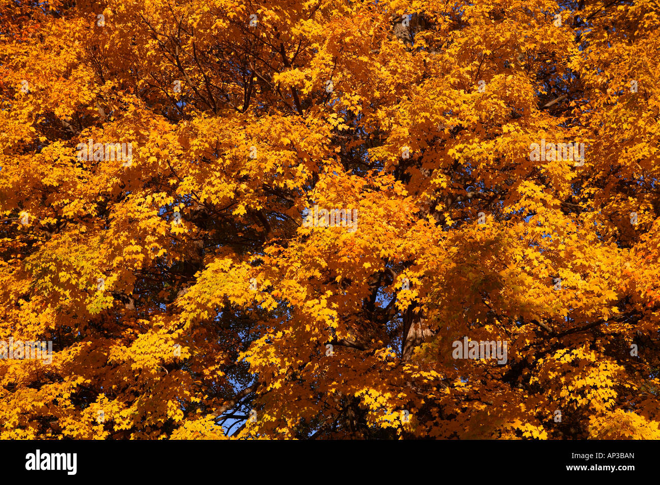 New England trees in autumn, USA Stock Photo - Alamy