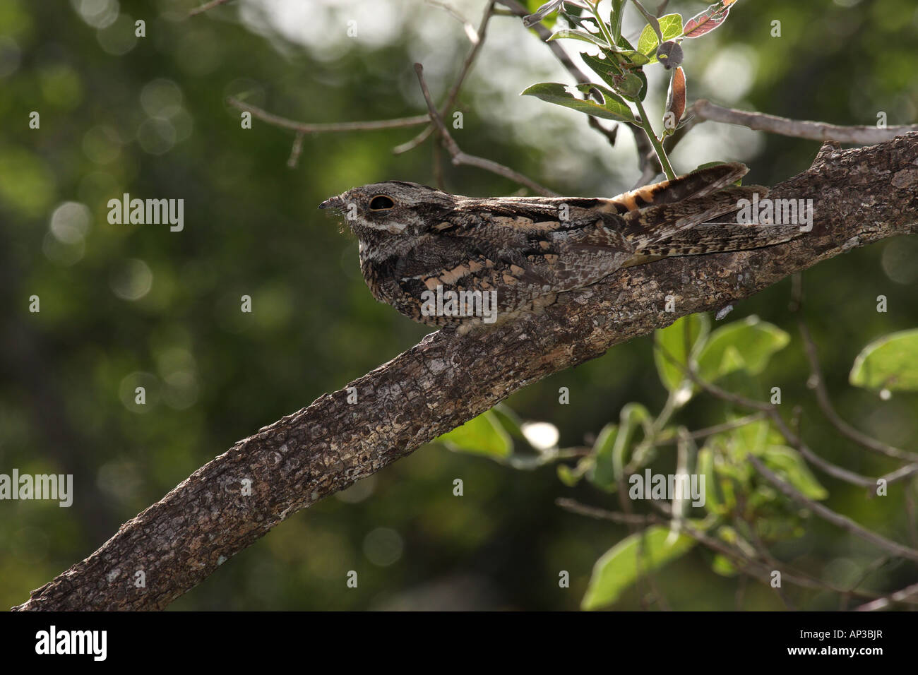 African nightjar hi-res stock photography and images - Alamy
