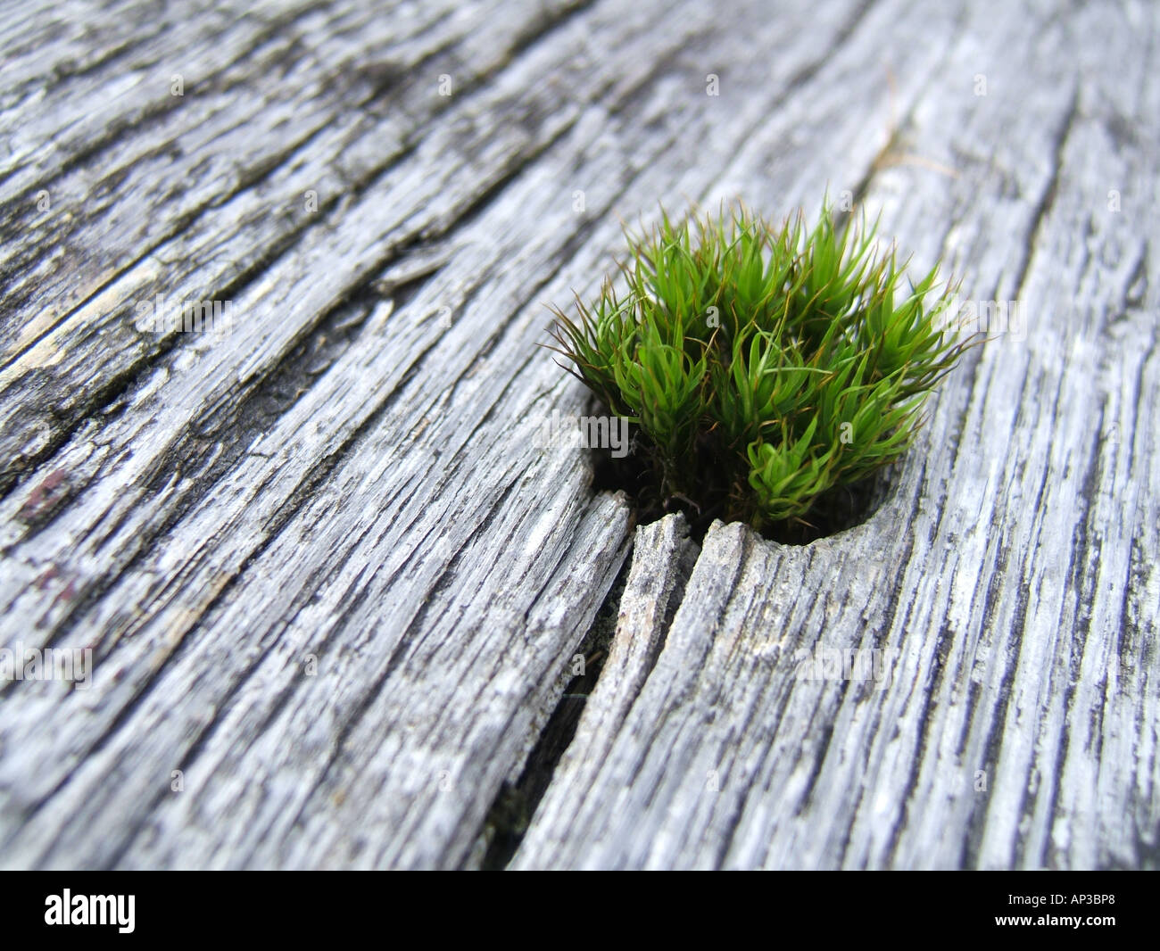 one green tuft of moss growing through hole in a rotting plank of wood ...