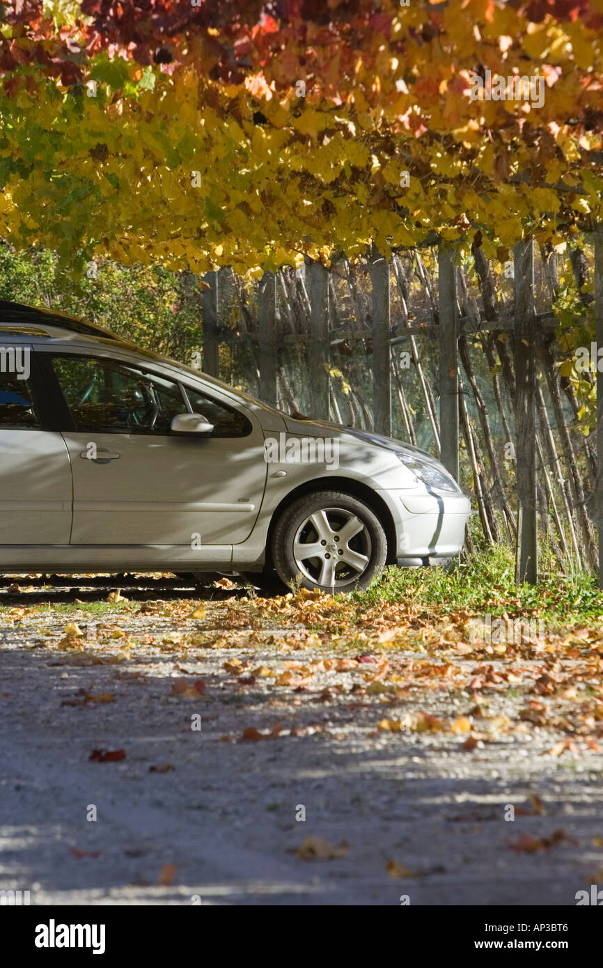 car parked under autumn vines Stock Photo - Alamy