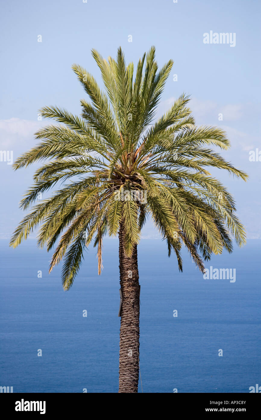 Palm Tree and Blue Waters of Strait of Messina, Taormina, Sicily, Italy ...