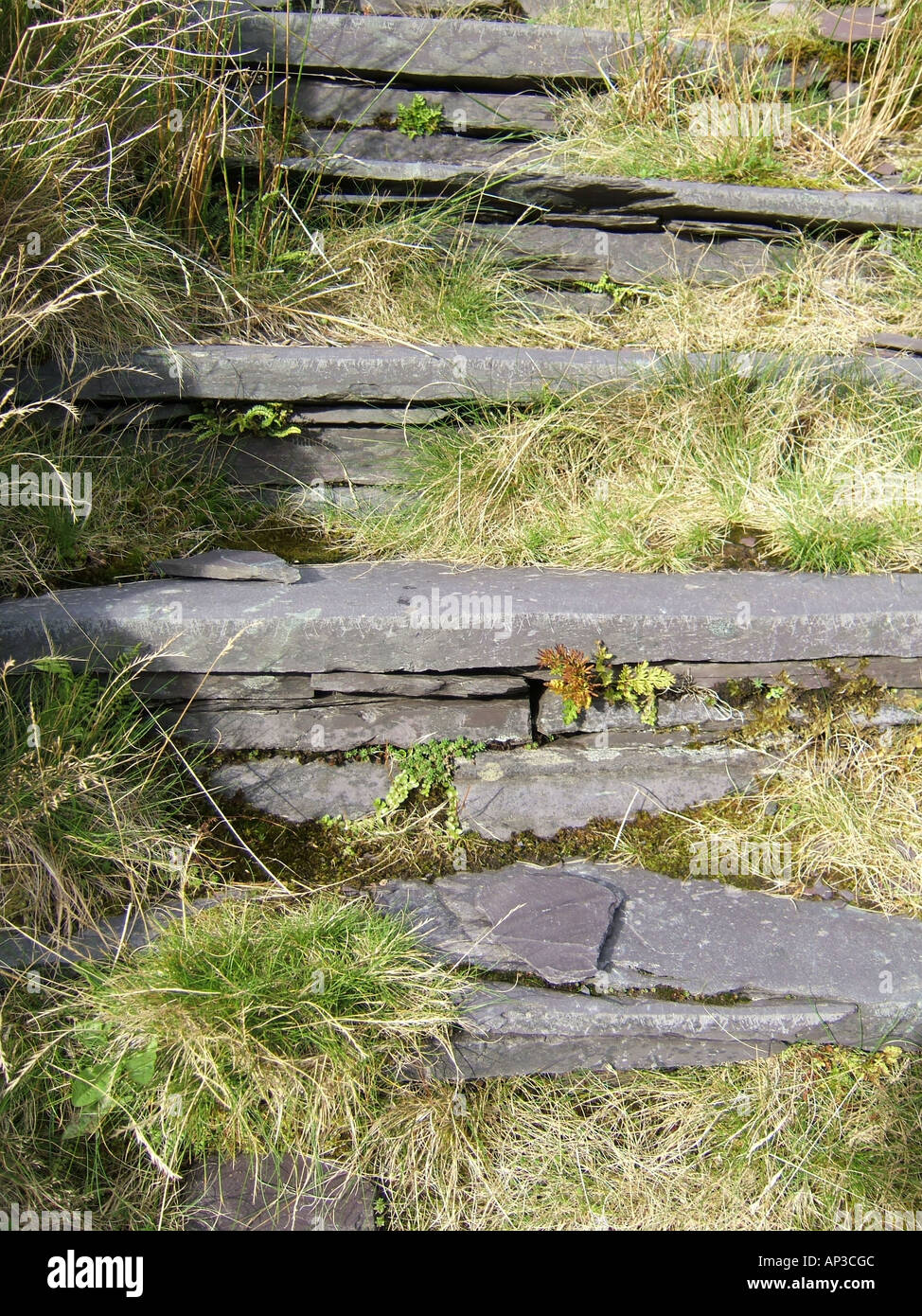 Overgrown public walkway hi-res stock photography and images - Alamy
