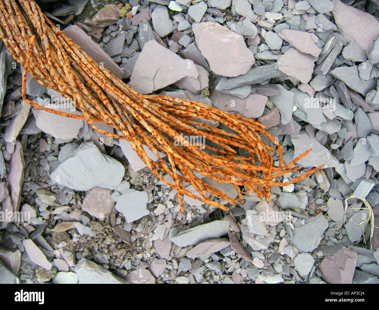 Close up corroded broken wire hi-res stock photography and images - Alamy