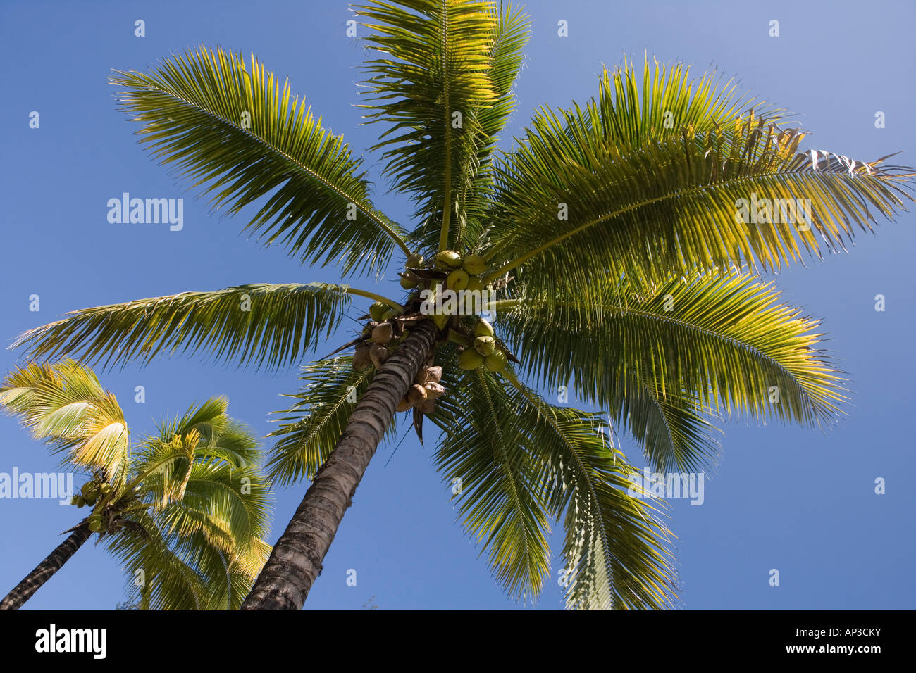 Coconut Trees, Moevenpick Resort and Spa Mauritius, Bel Ombre, Savanne ...