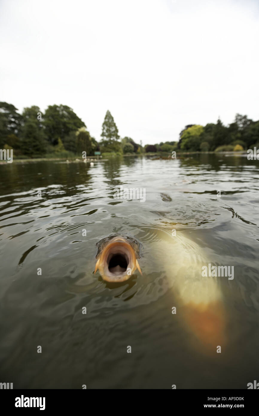 Mirror carp cyprinus carpio morpha feeding on the surface of a pond ...
