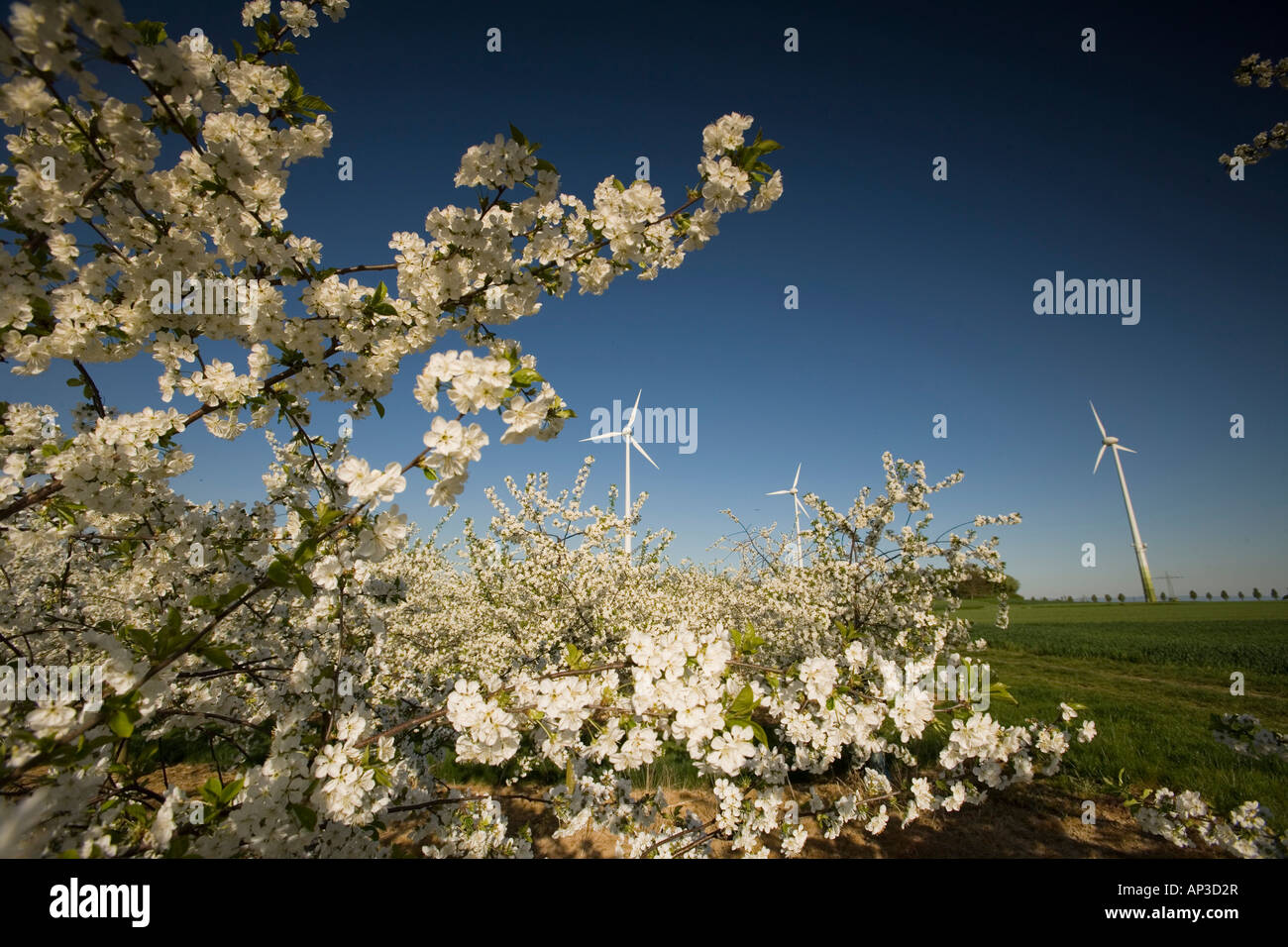 Cherry blossom trees in the wind hi-res stock photography and images ...