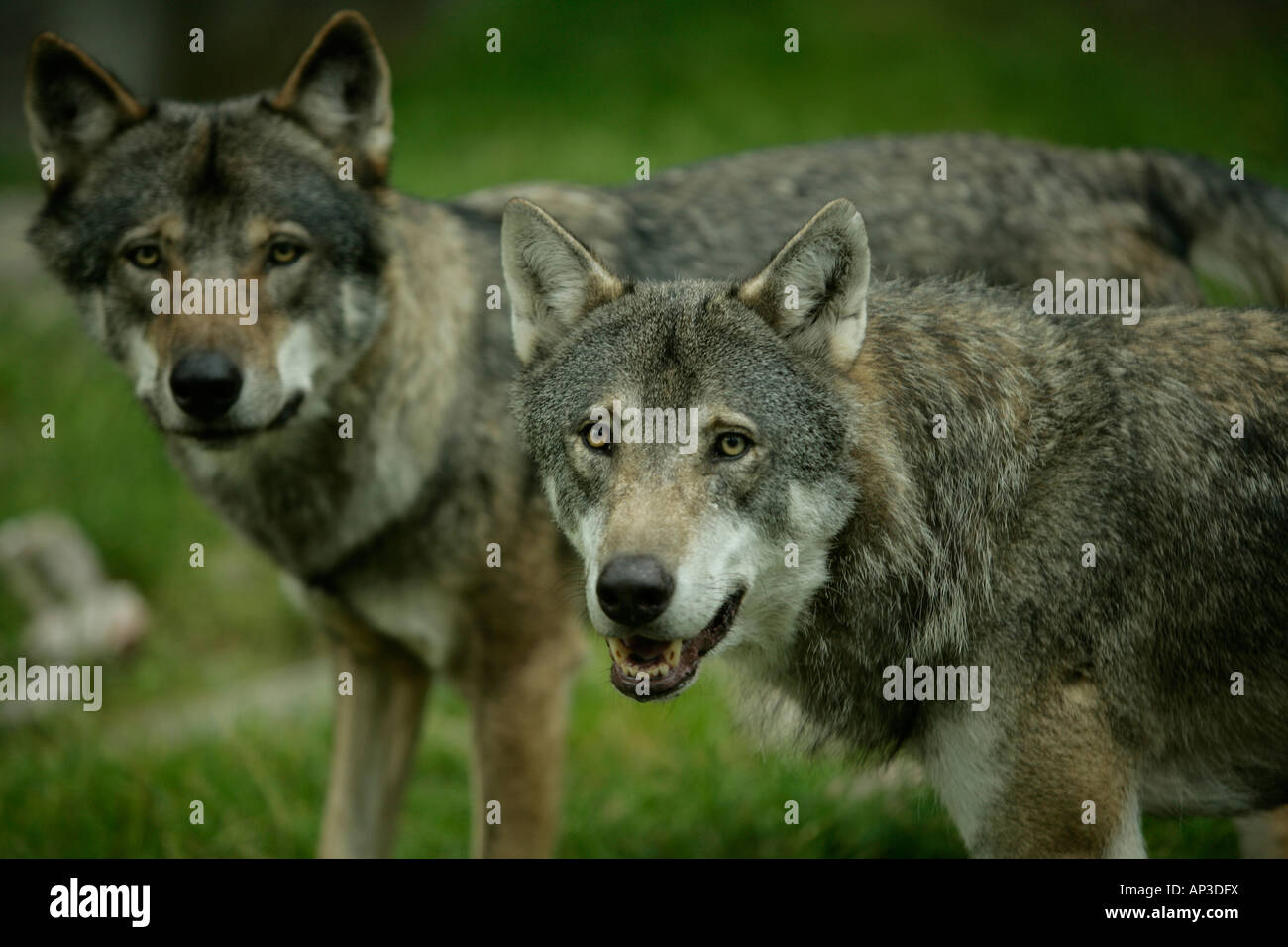 Two wolves in Kolmaden safari park, Ostergotland, Sweden Stock Photo ...