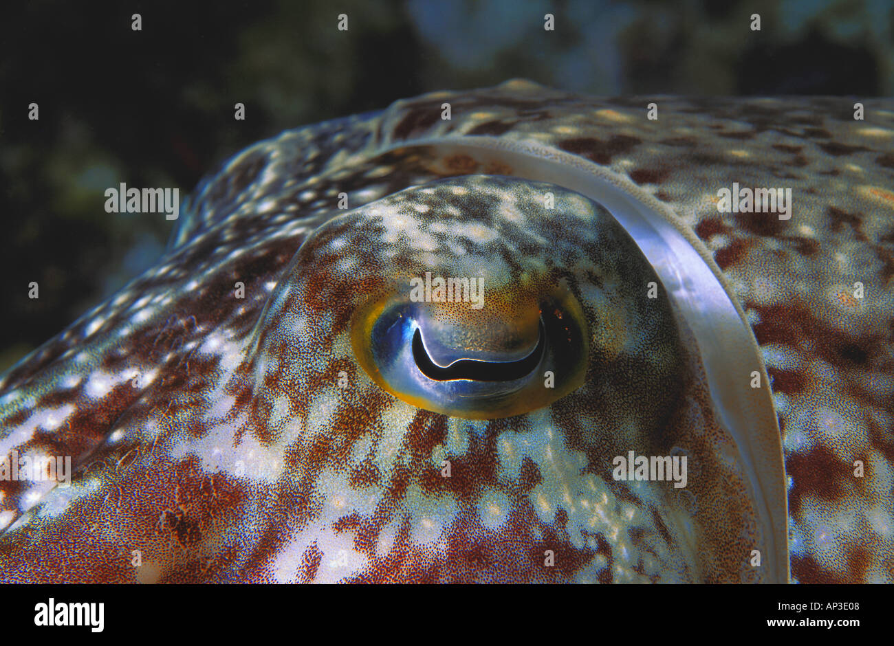 Tropical marine life hi-res stock photography and images - Alamy