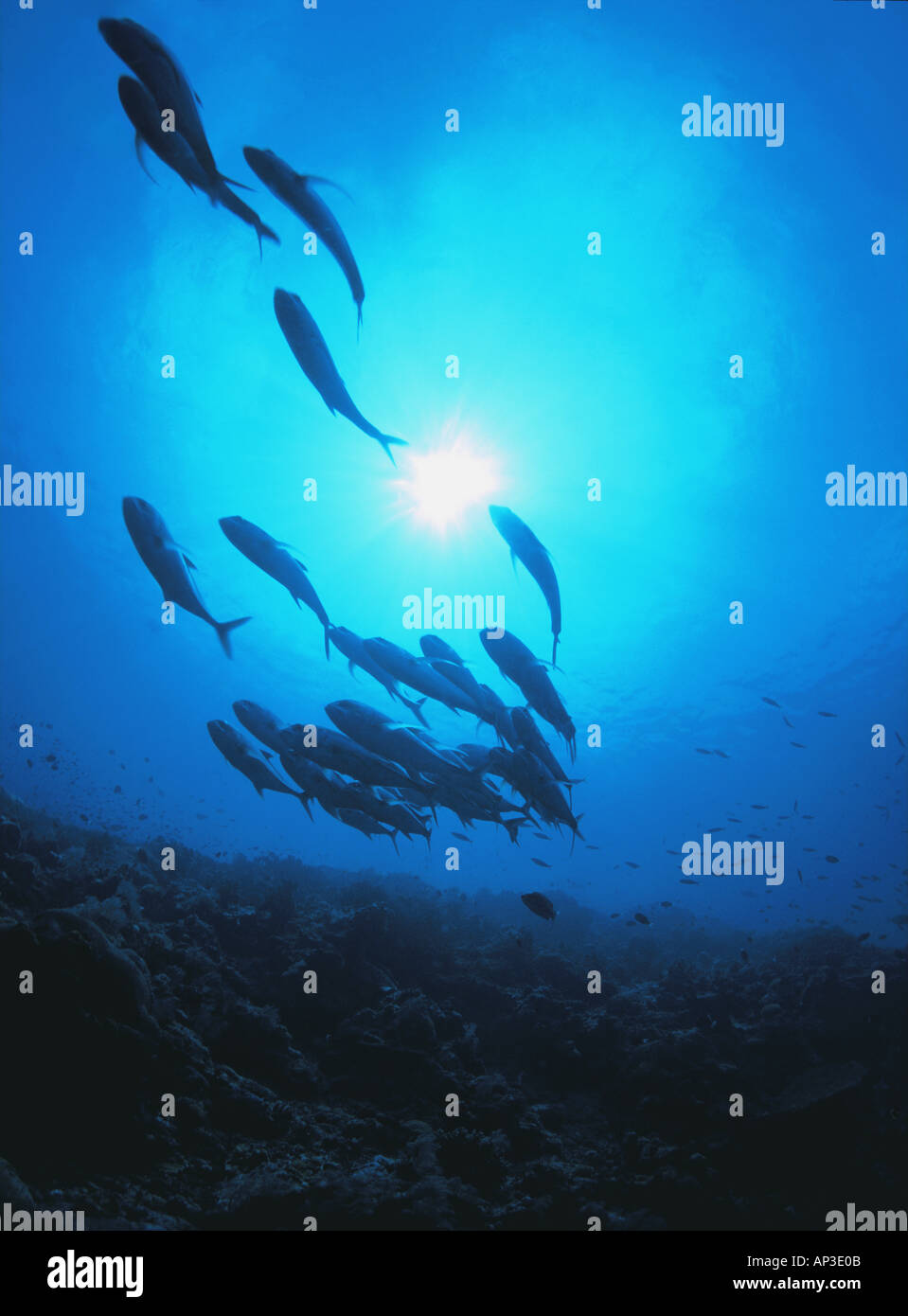 Harmony of marine life hi-res stock photography and images - Alamy