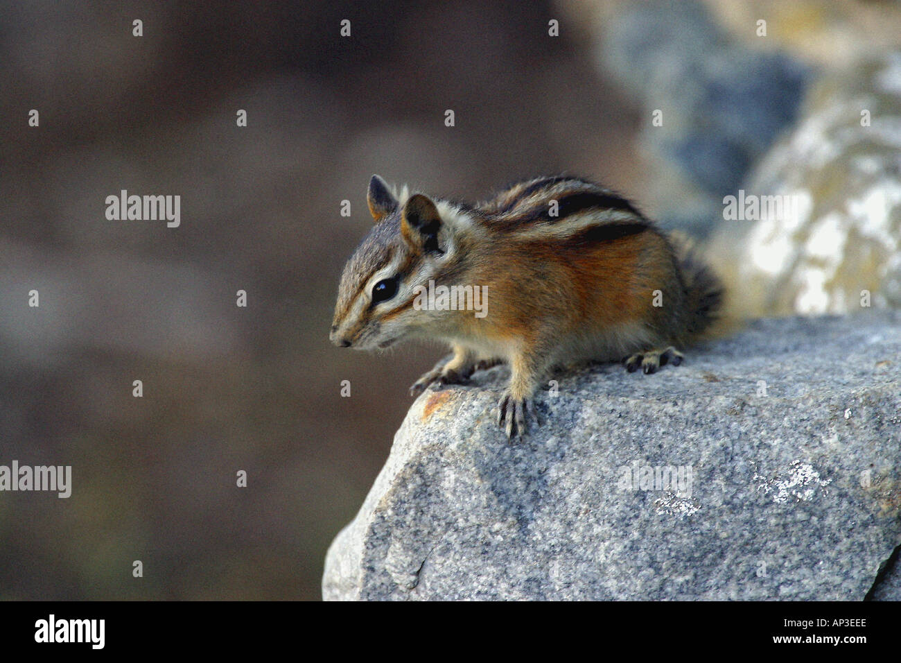 Sly animals hi-res stock photography and images - Alamy
