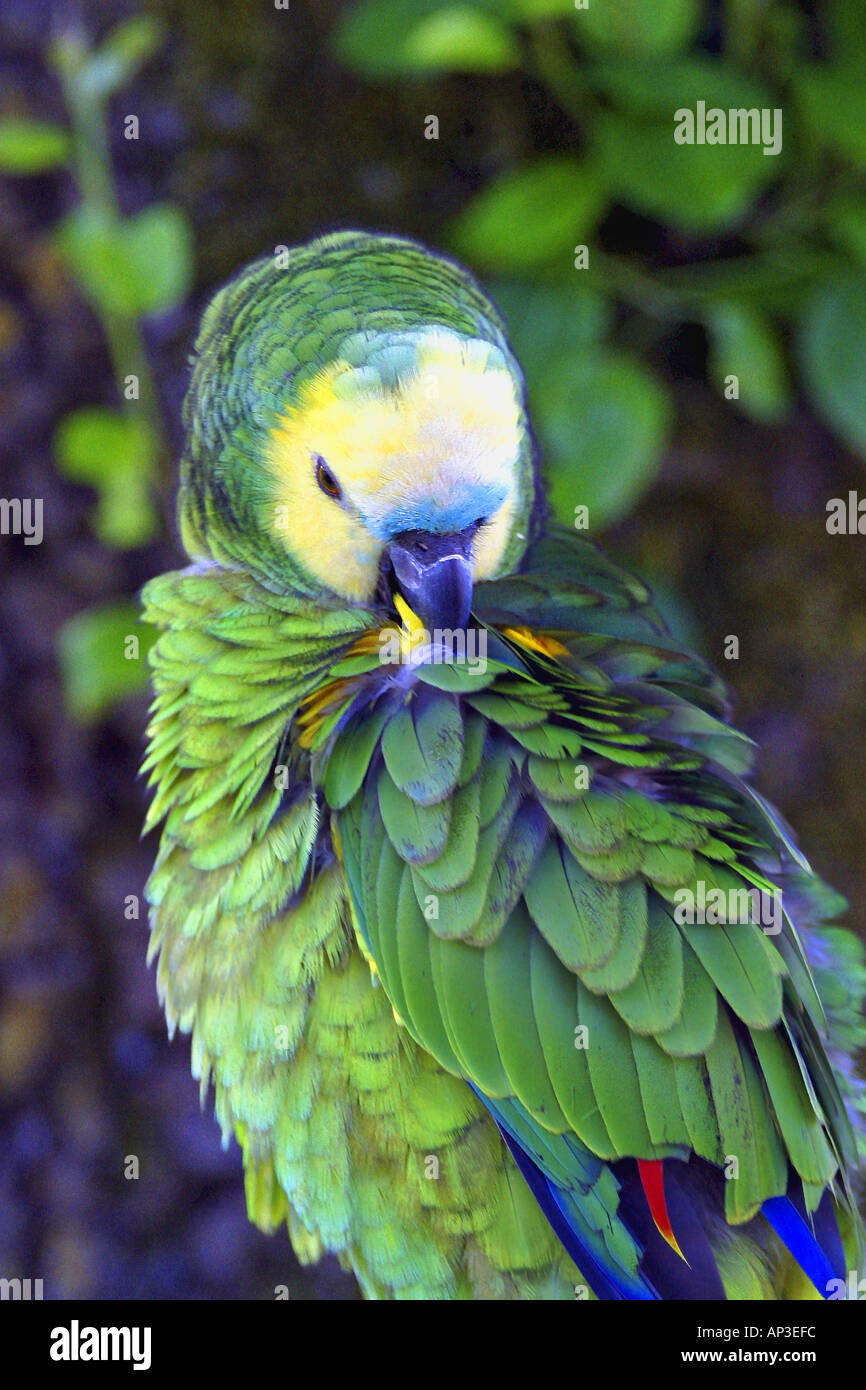 Raven preening hi-res stock photography and images - Alamy