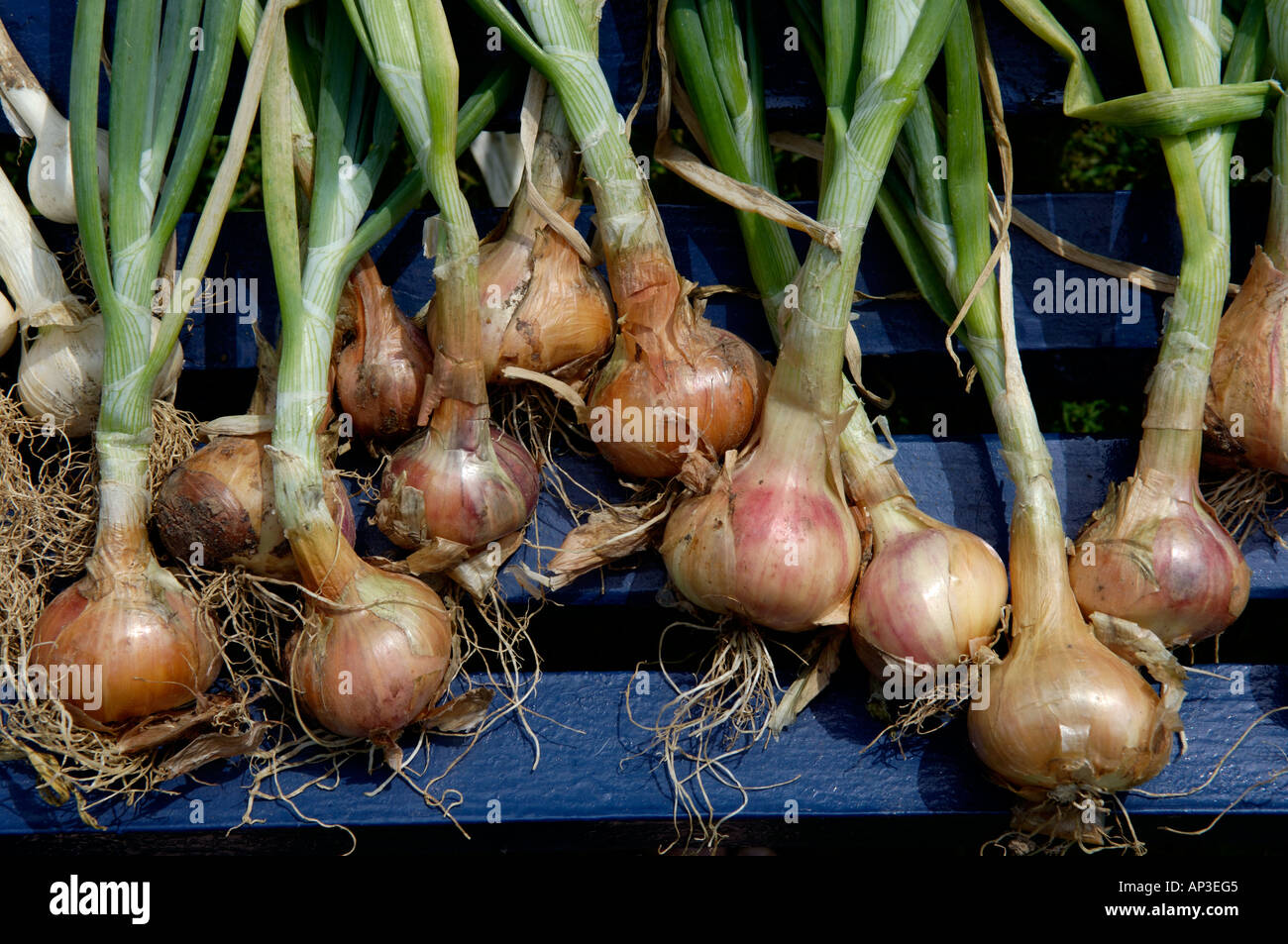 Freshly picked shallots drying in sunshine Stock Photo - Alamy