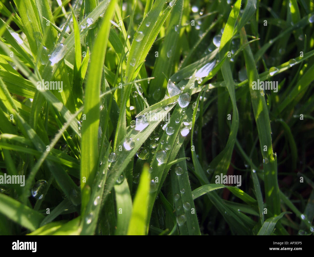 water droplets on grass Stock Photo - Alamy