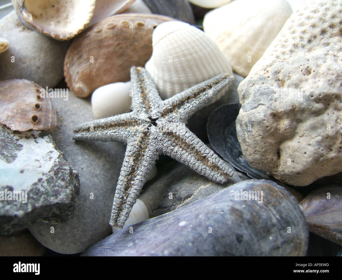 starfish washed up on rocky beach Stock Photo - Alamy