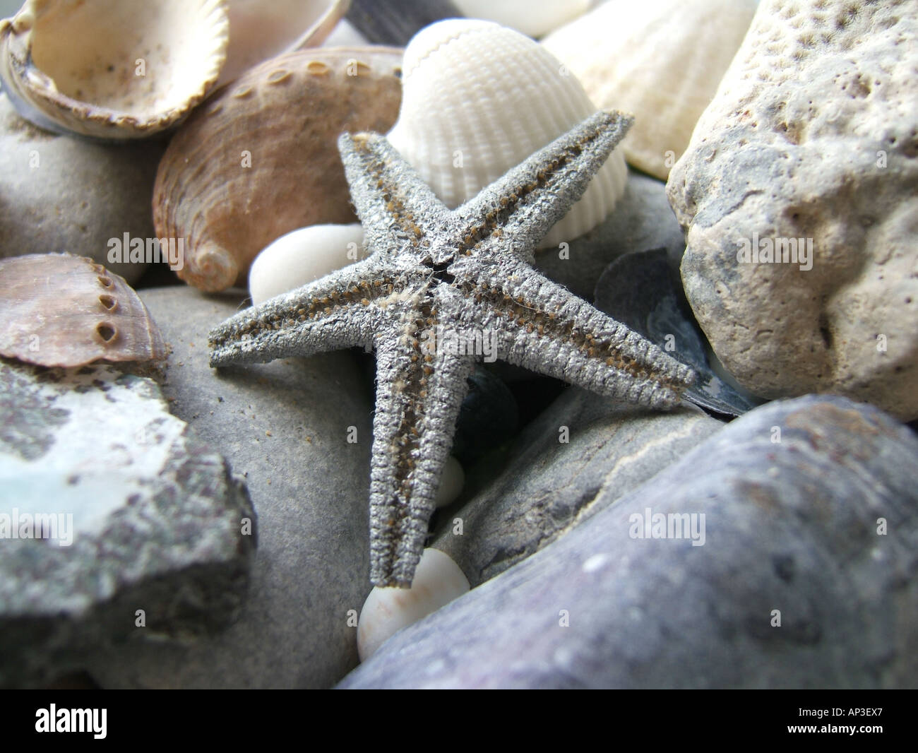 starfish washed up on rocky beach Stock Photo - Alamy