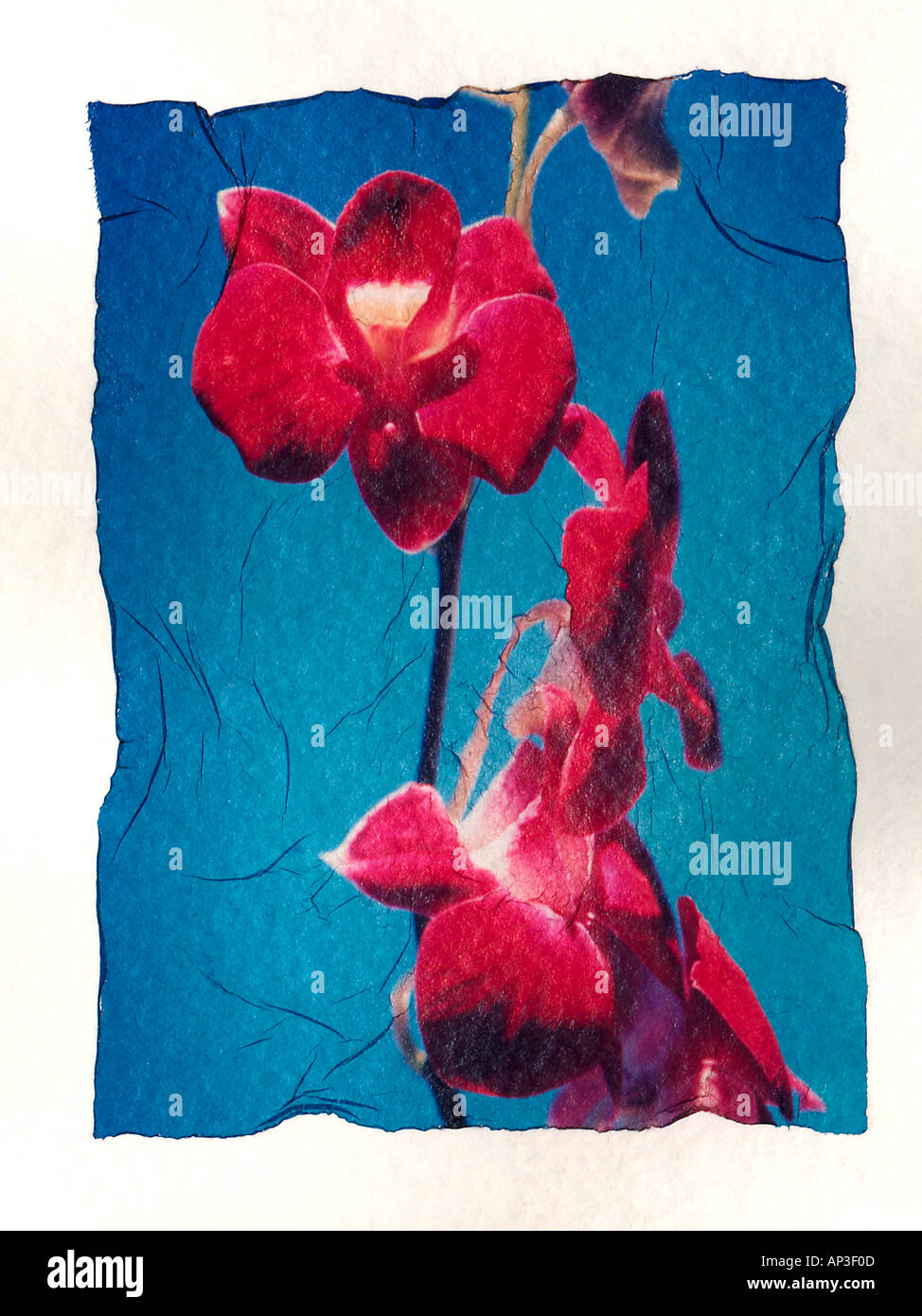 Polaroid emulsion transfer hi-res stock photography and images - Alamy