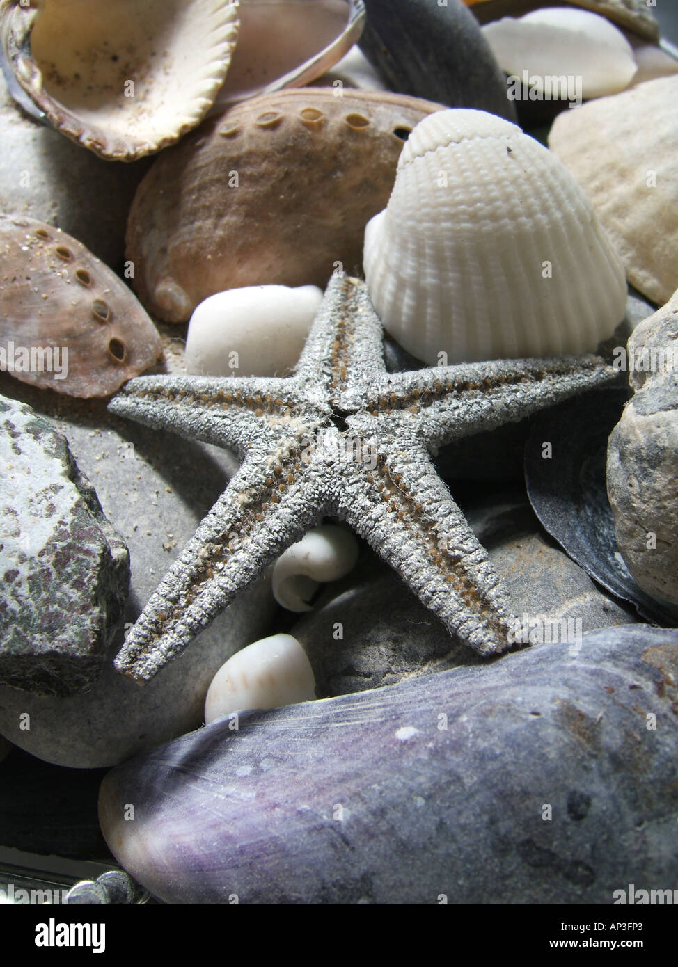 starfish washed up on rocky beach Stock Photo - Alamy