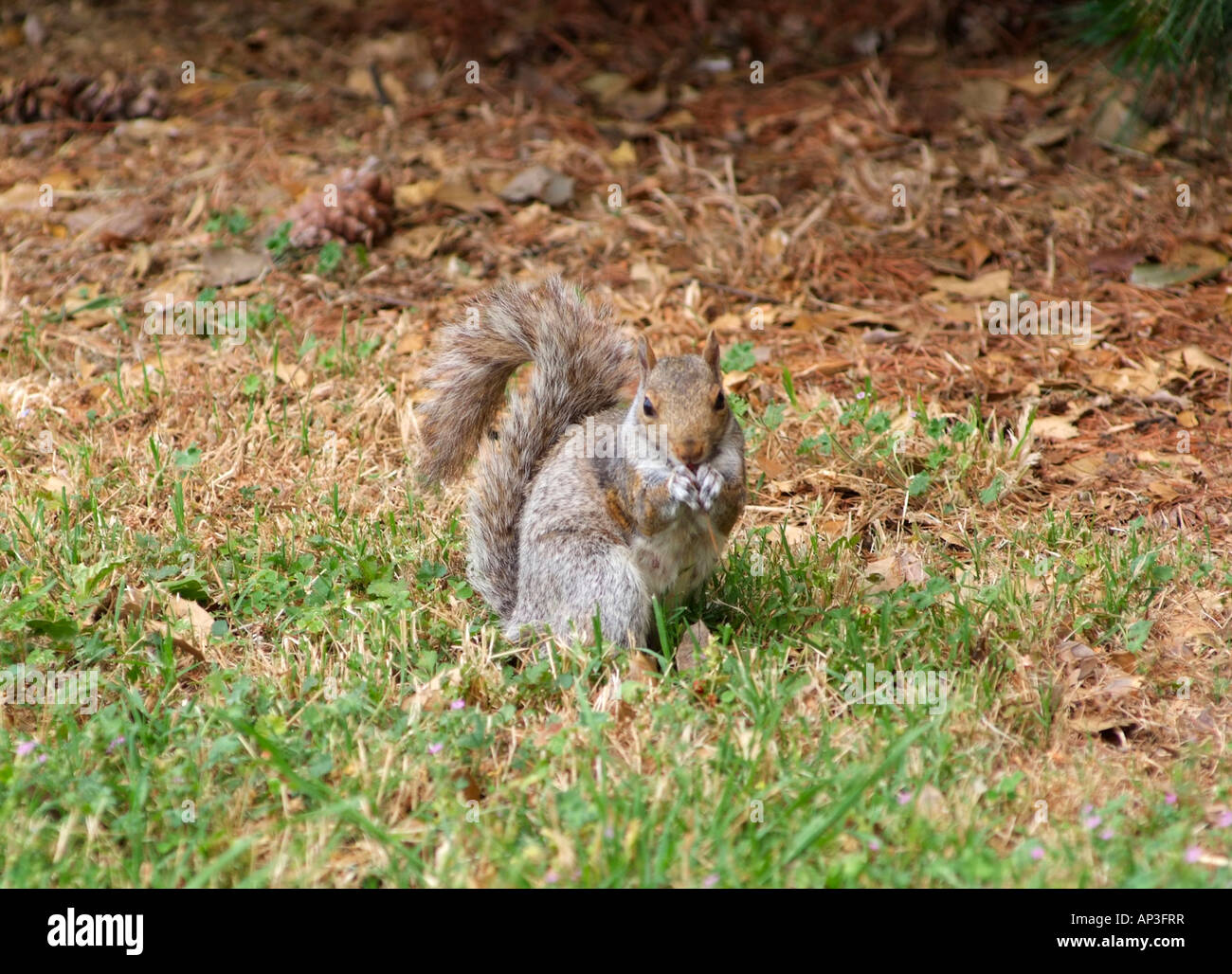 A Grey Squirrel on the Ground in Washington DC United States America ...