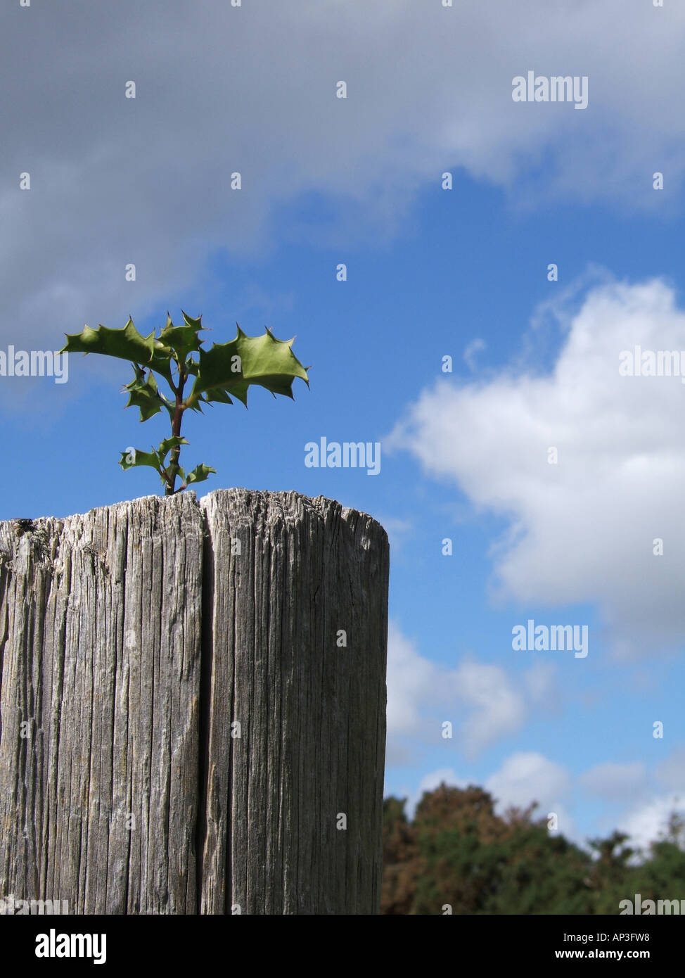 Unusual growing tree fence hi-res stock photography and images - Alamy