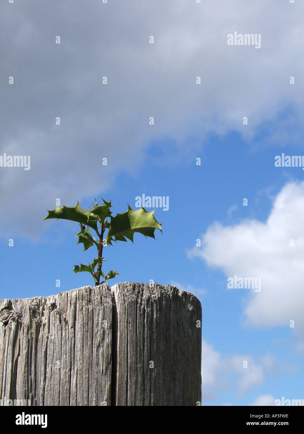 Unusual growing tree fence hi-res stock photography and images - Alamy