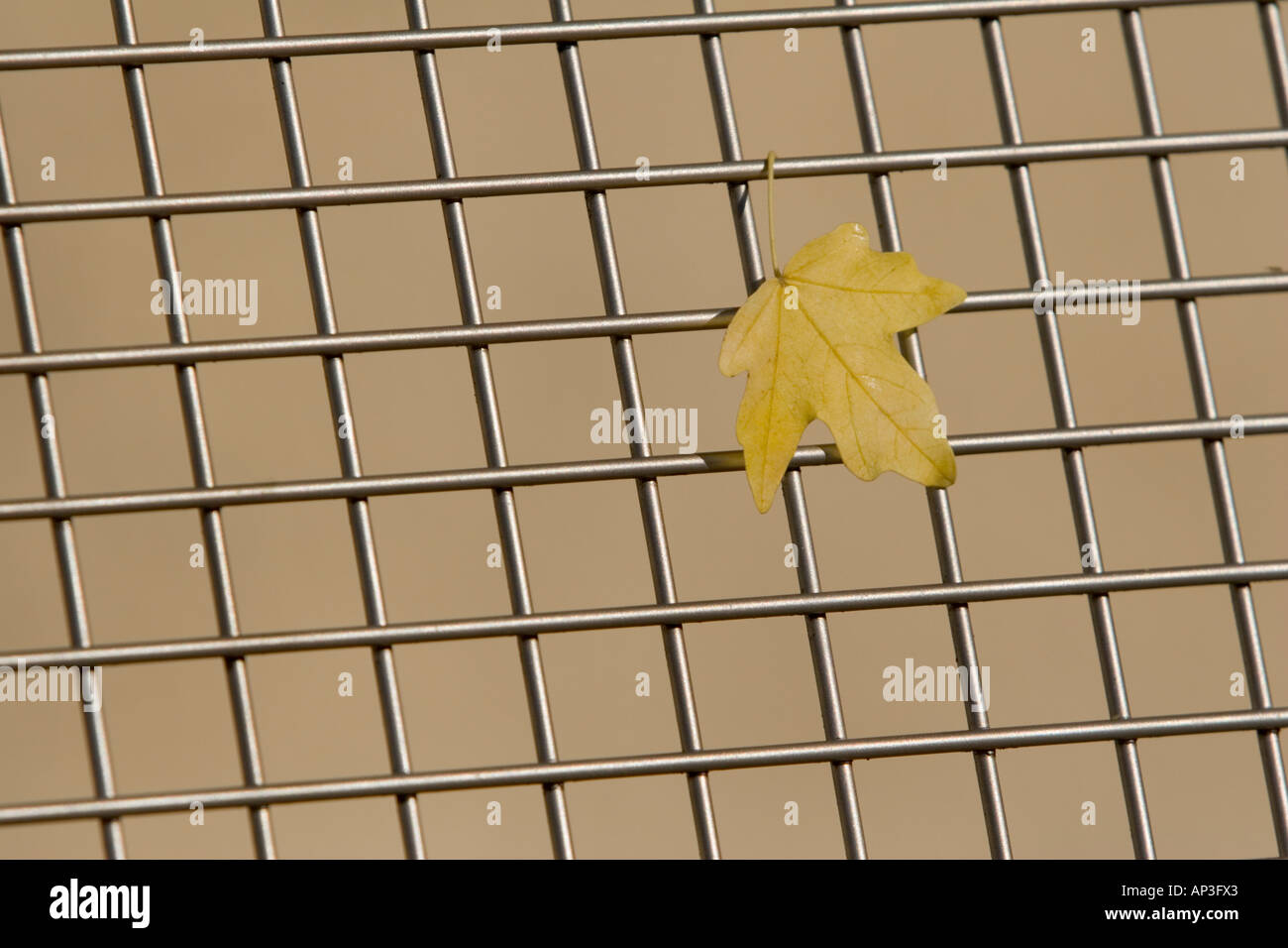 autumn leaf on metal wire object Stock Photo - Alamy
