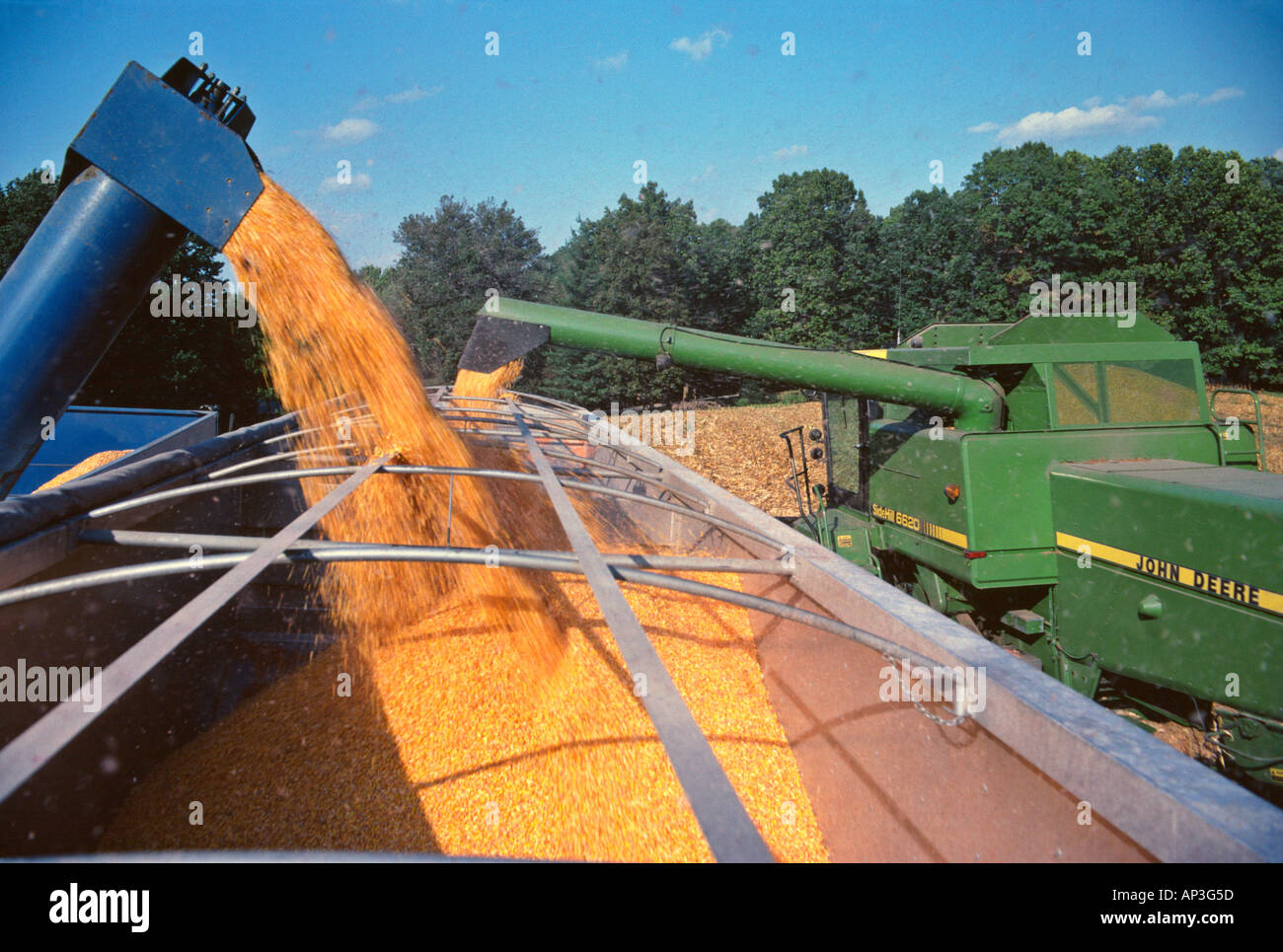 Combine and grain truck offloading corn grain into tractor trailer ...