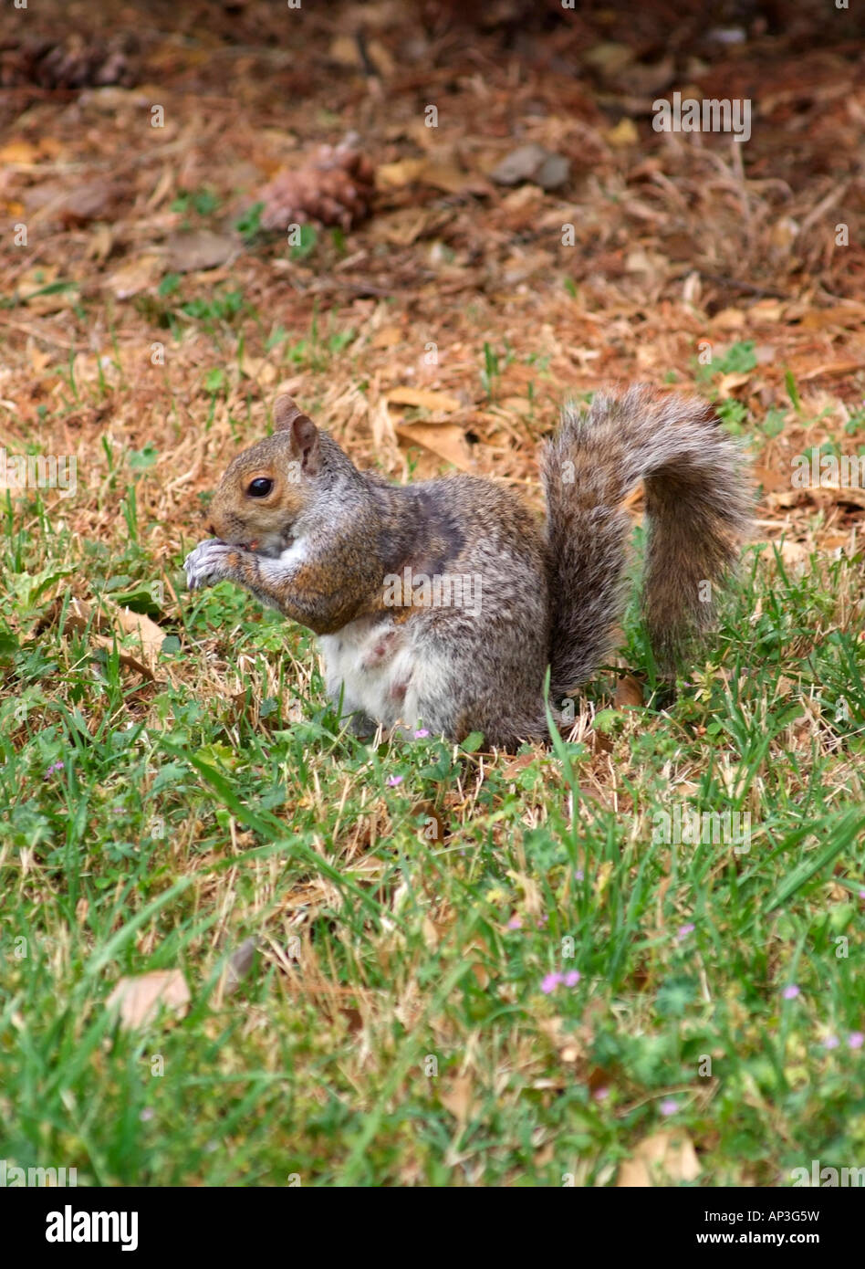 A Grey Squirrel on the Ground in Washington DC United States America ...