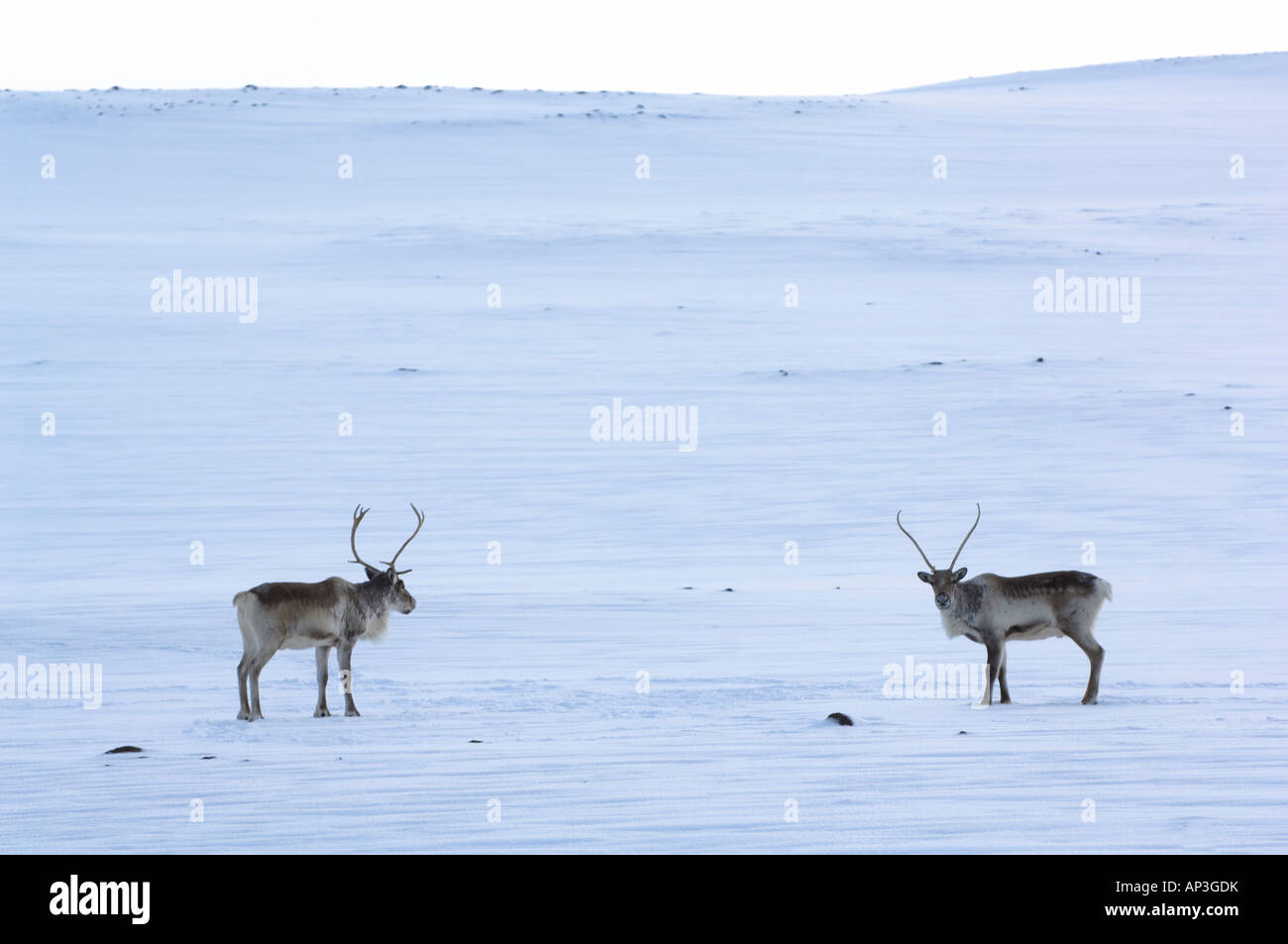 Reindeers on the snow hi-res stock photography and images - Alamy