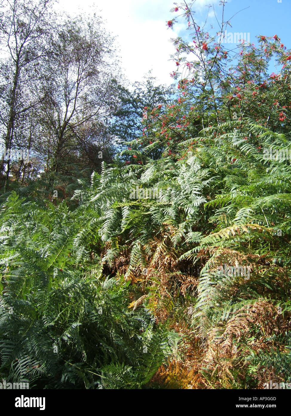 green country landscape scene Stock Photo - Alamy