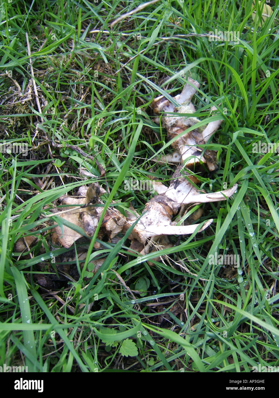 Fox sheep dead hi-res stock photography and images - Alamy